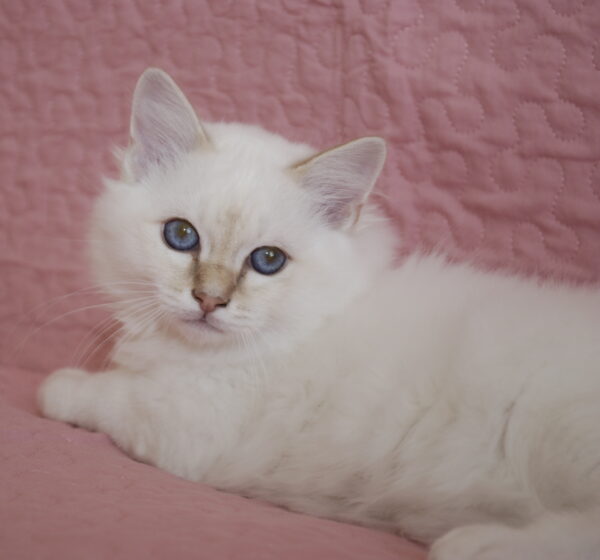 Kittens - The Northern Birman Cat Club