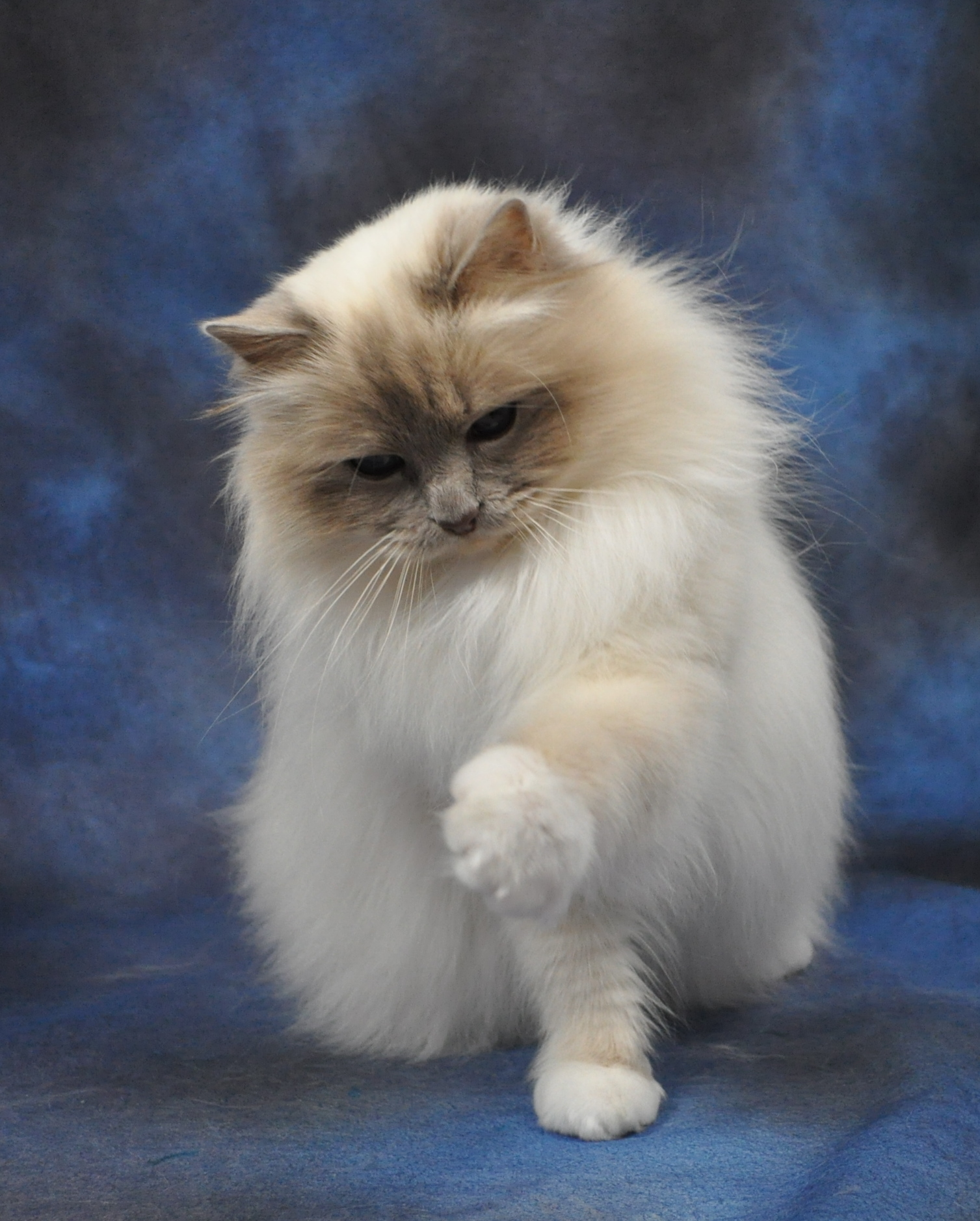 The Committee - The Northern Birman Cat Club