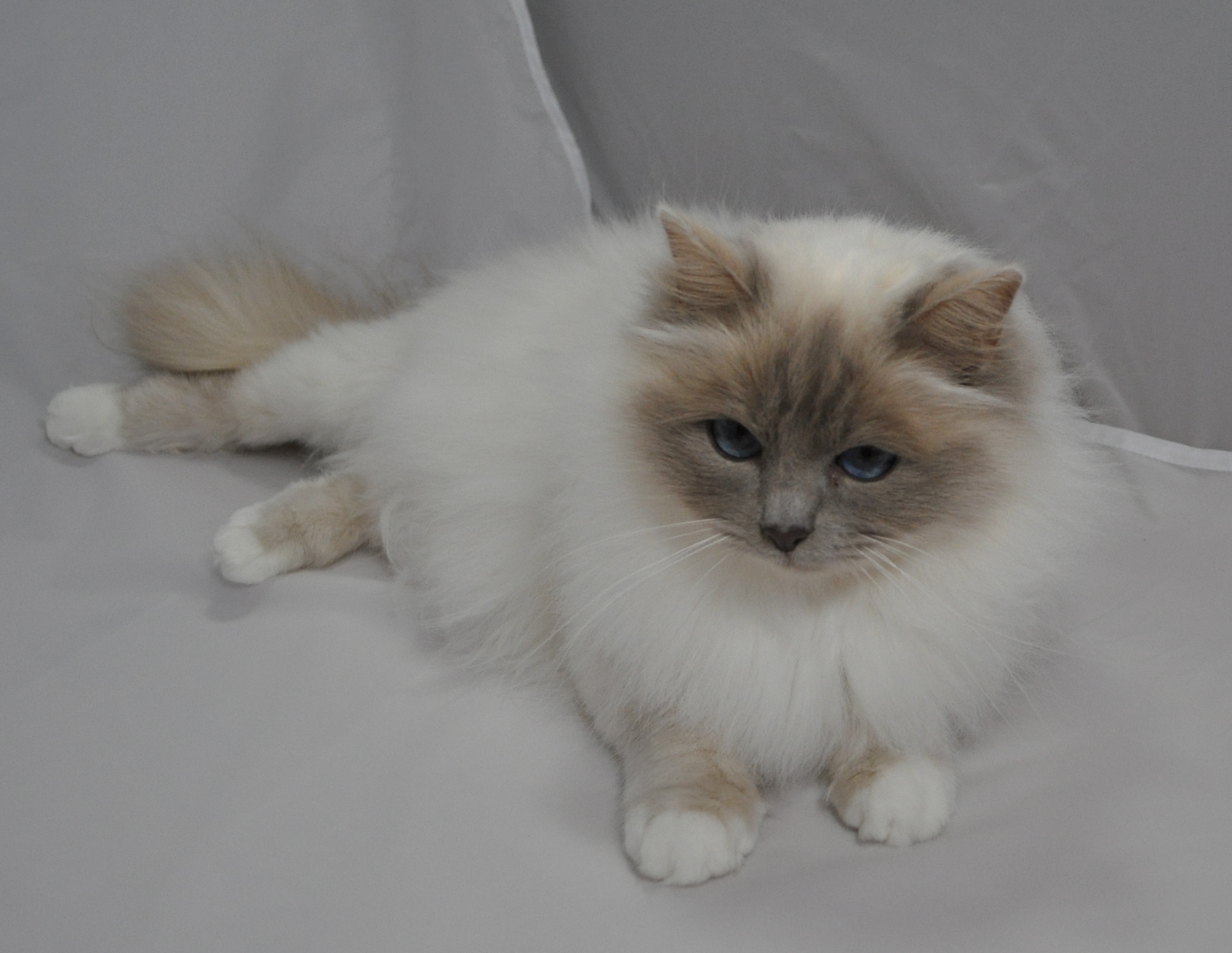 Kitten register - The Northern Birman Cat Club
